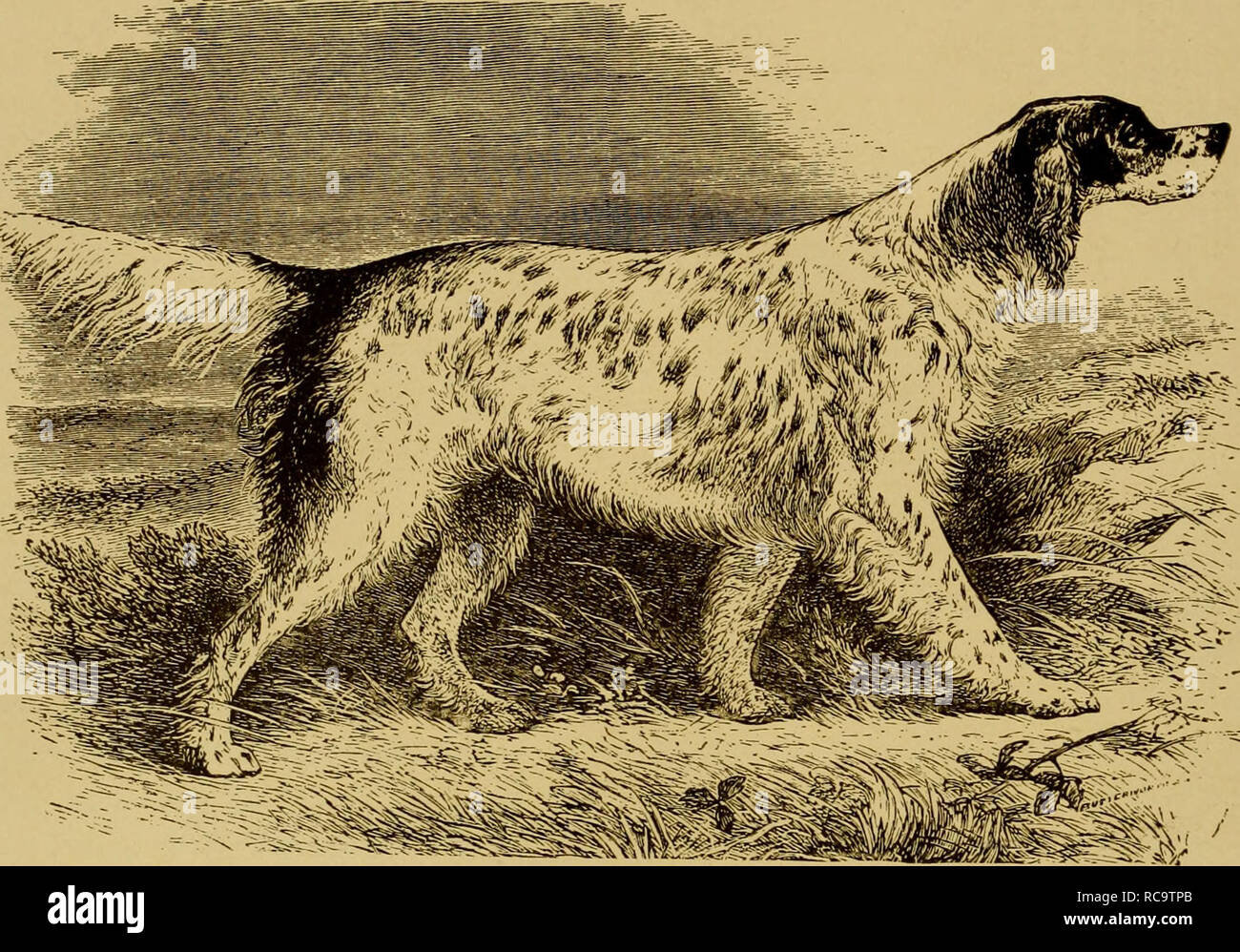 . The dog book : a popular history of the dog, with practical ...