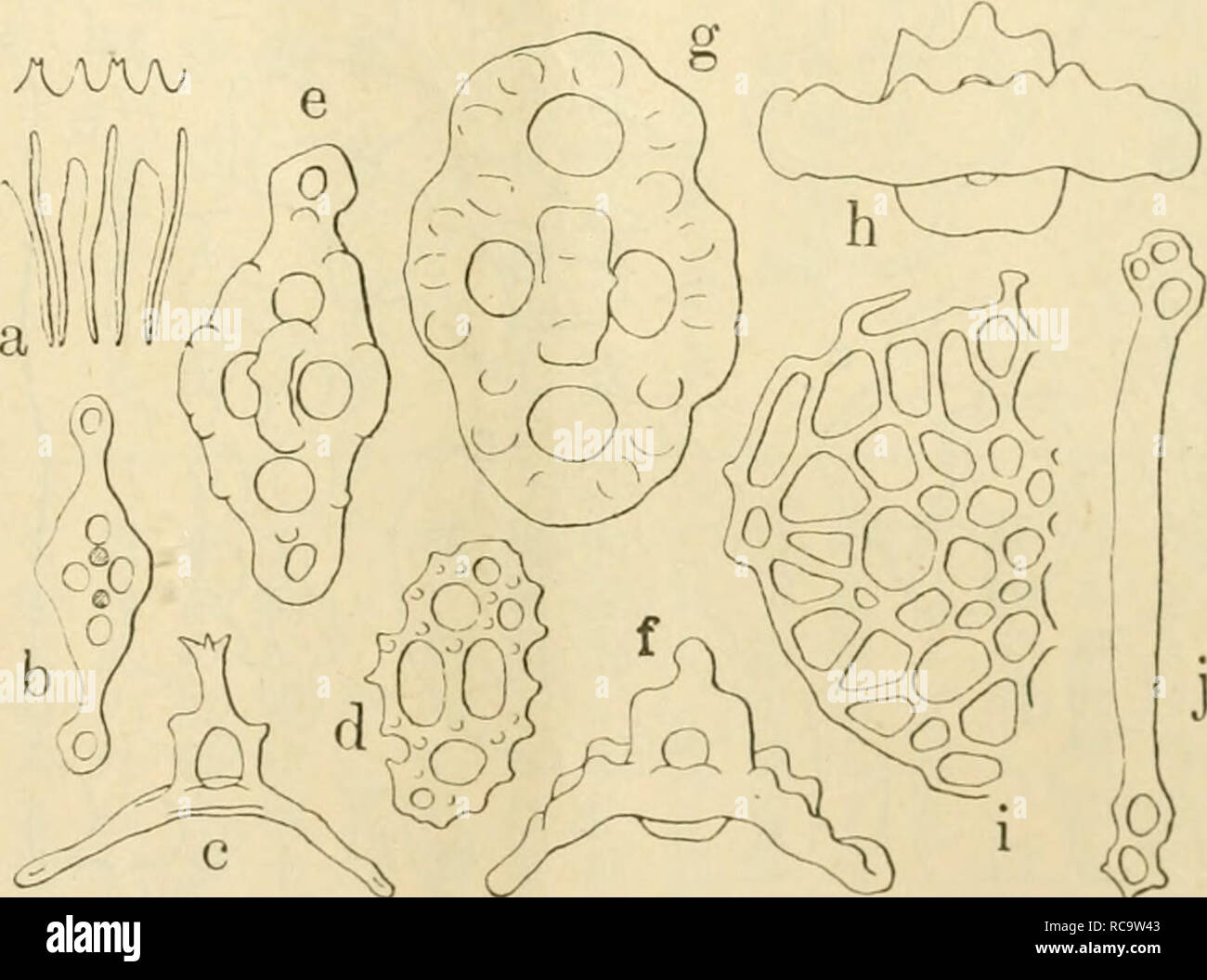 . Dobutsugaku zasshi. Zoology; Zoology. æ¥äºåæä¹å¹´ä¸æ-£å¤§ ï¼3(30) (è ...