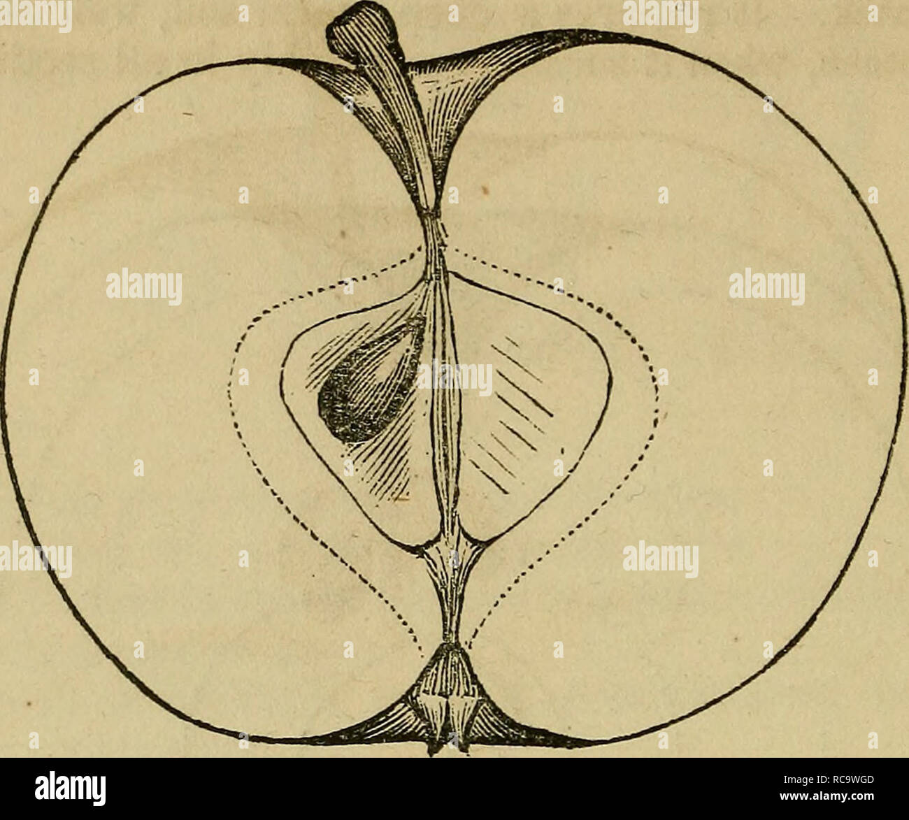 . Elliott's fruit book;. Fruit-culture; Fruit. [from old catalog]. 66 ...