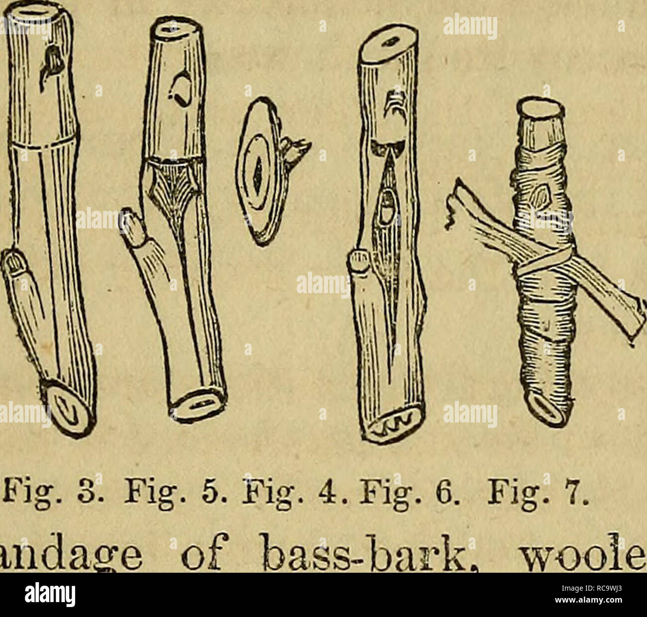 T cut propagation hi-res stock photography and images - Alamy