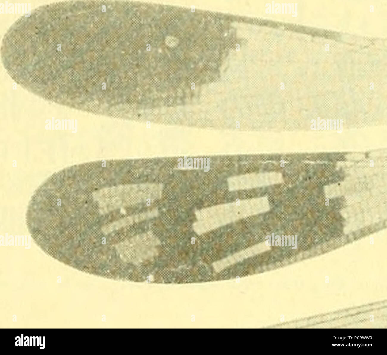 Calop hi-res stock photography and images - Alamy