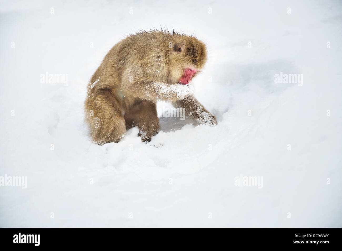 Monkey searching hi-res stock photography and images - Alamy