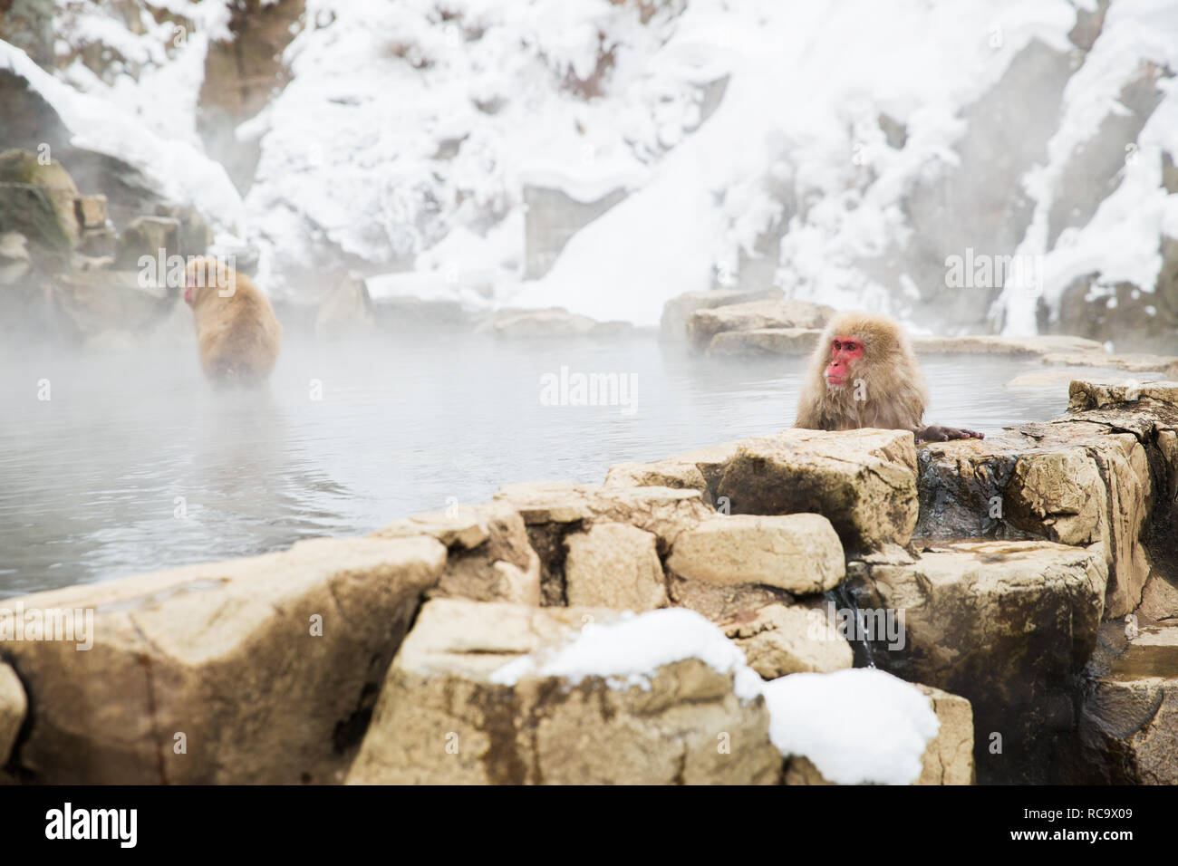 japanese macaques or snow monkeys in hot spring Stock Photo - Alamy