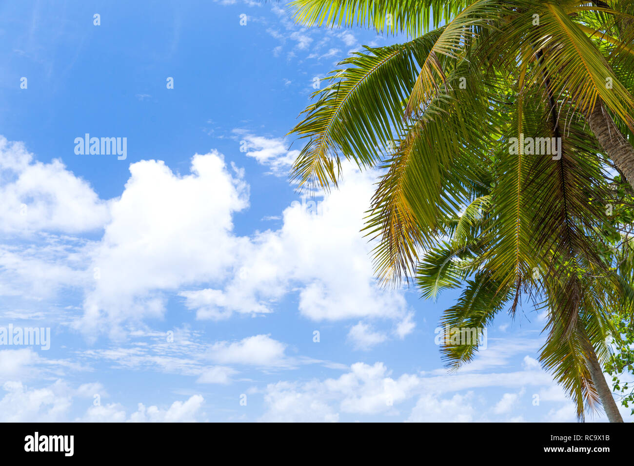palm tree over blue sky Stock Photo - Alamy