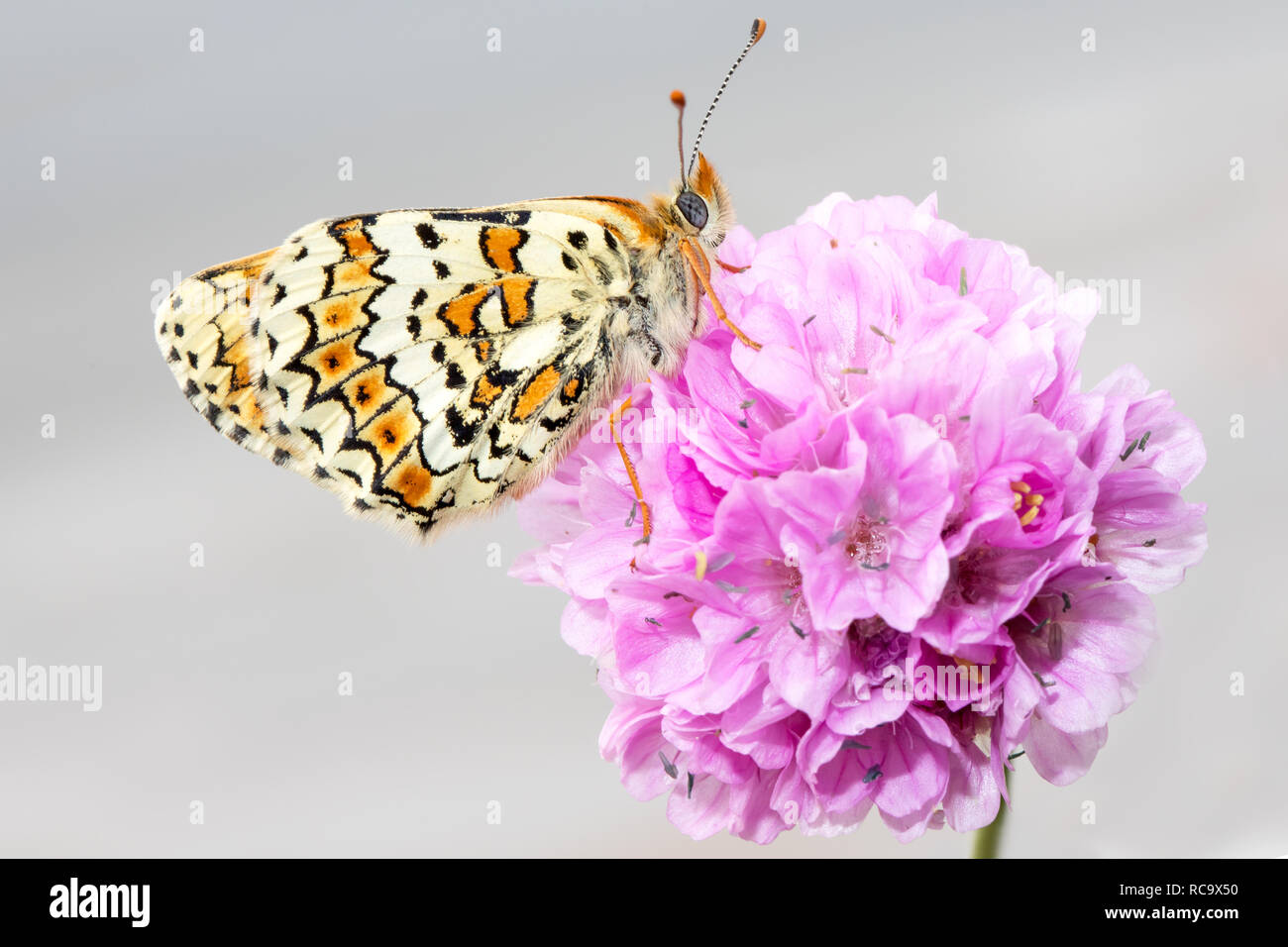 Chalkhill blue butterfly Stock Photo - Alamy