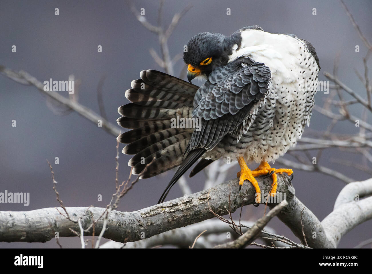 Peregrine falcon preening Stock Photo - Alamy