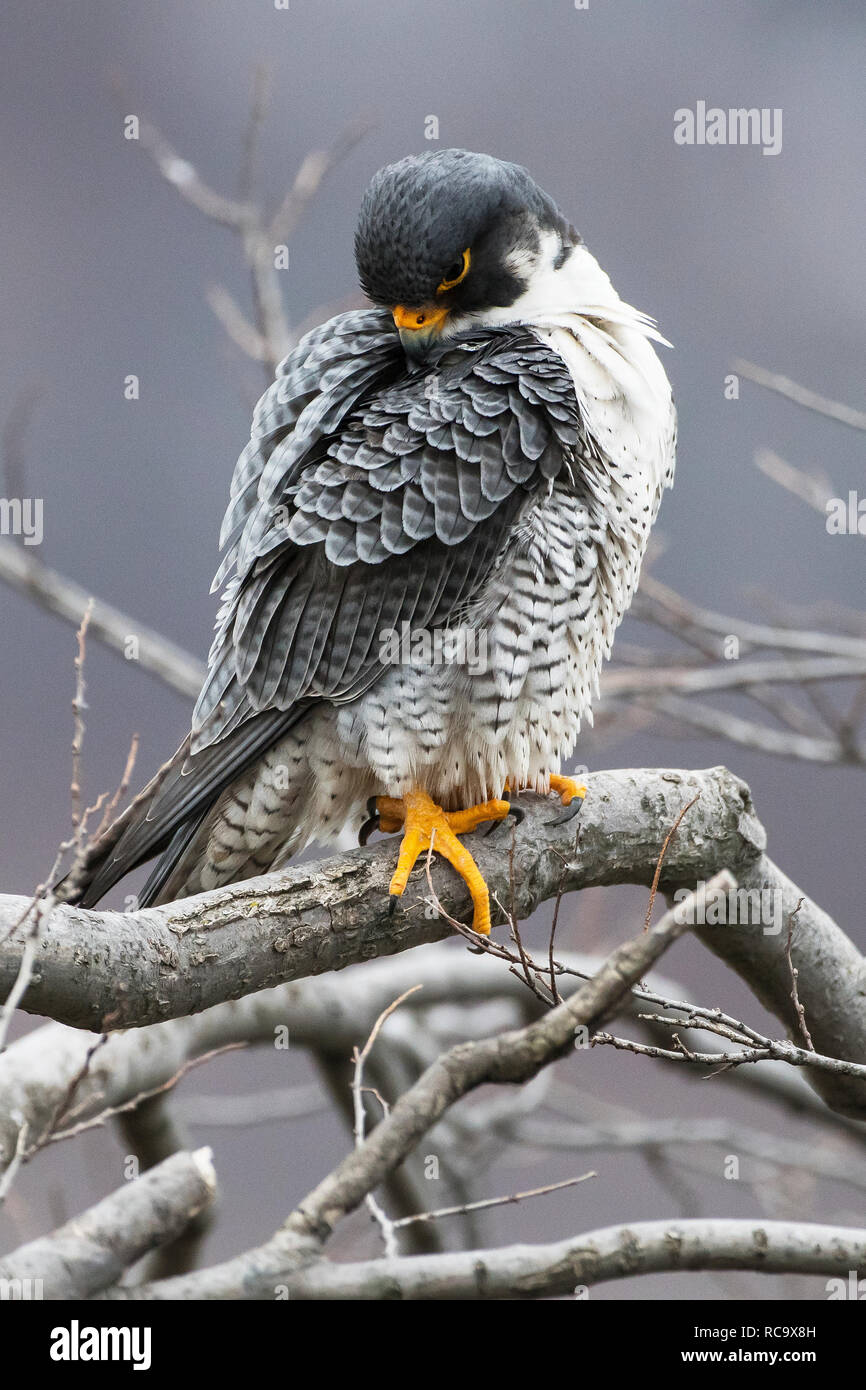 Peregrine falcon preening Stock Photo - Alamy