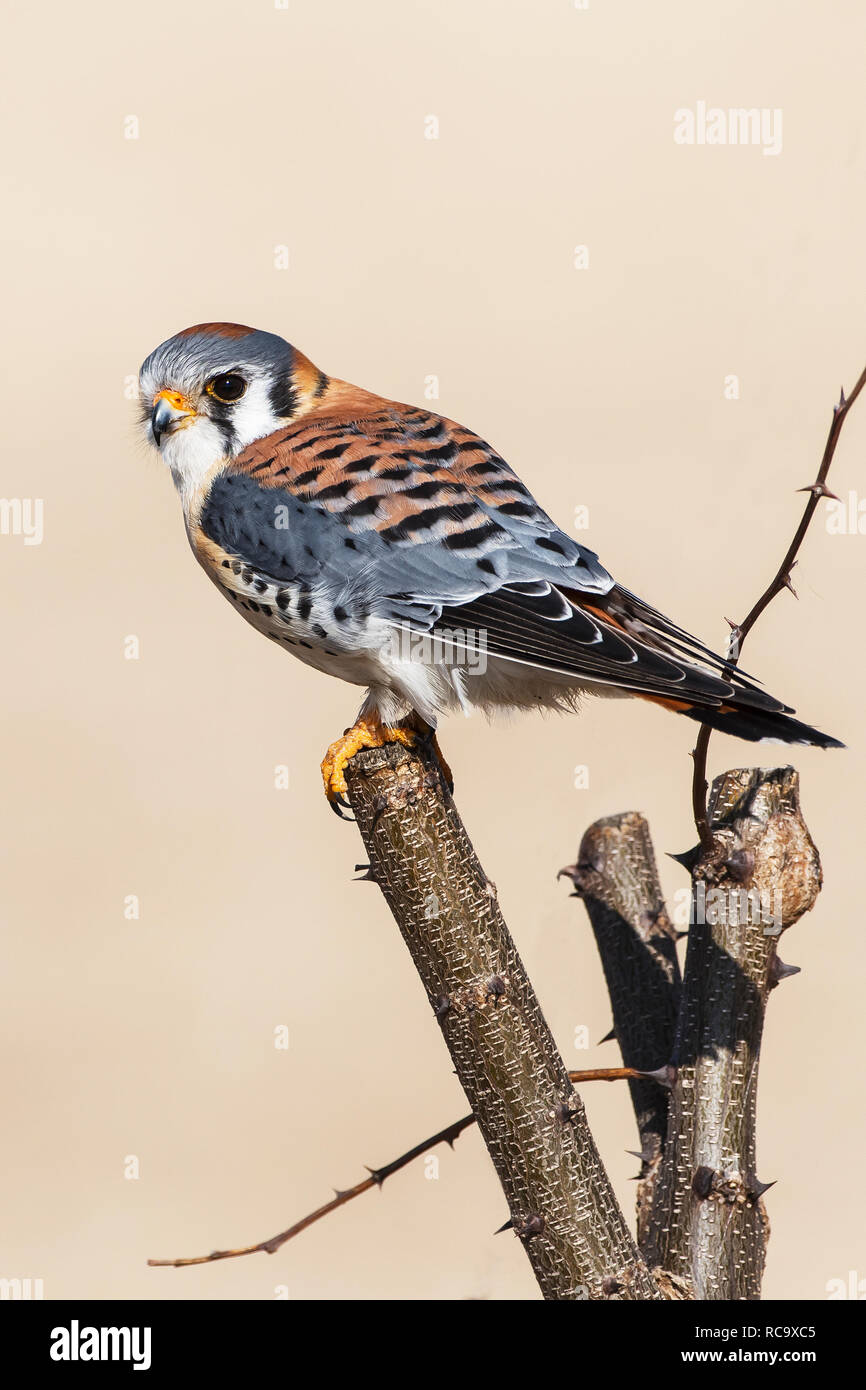 American kestrel hunting from perch Stock Photo - Alamy