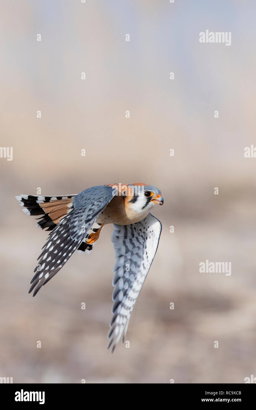 American kestrel flight Stock Photo - Alamy