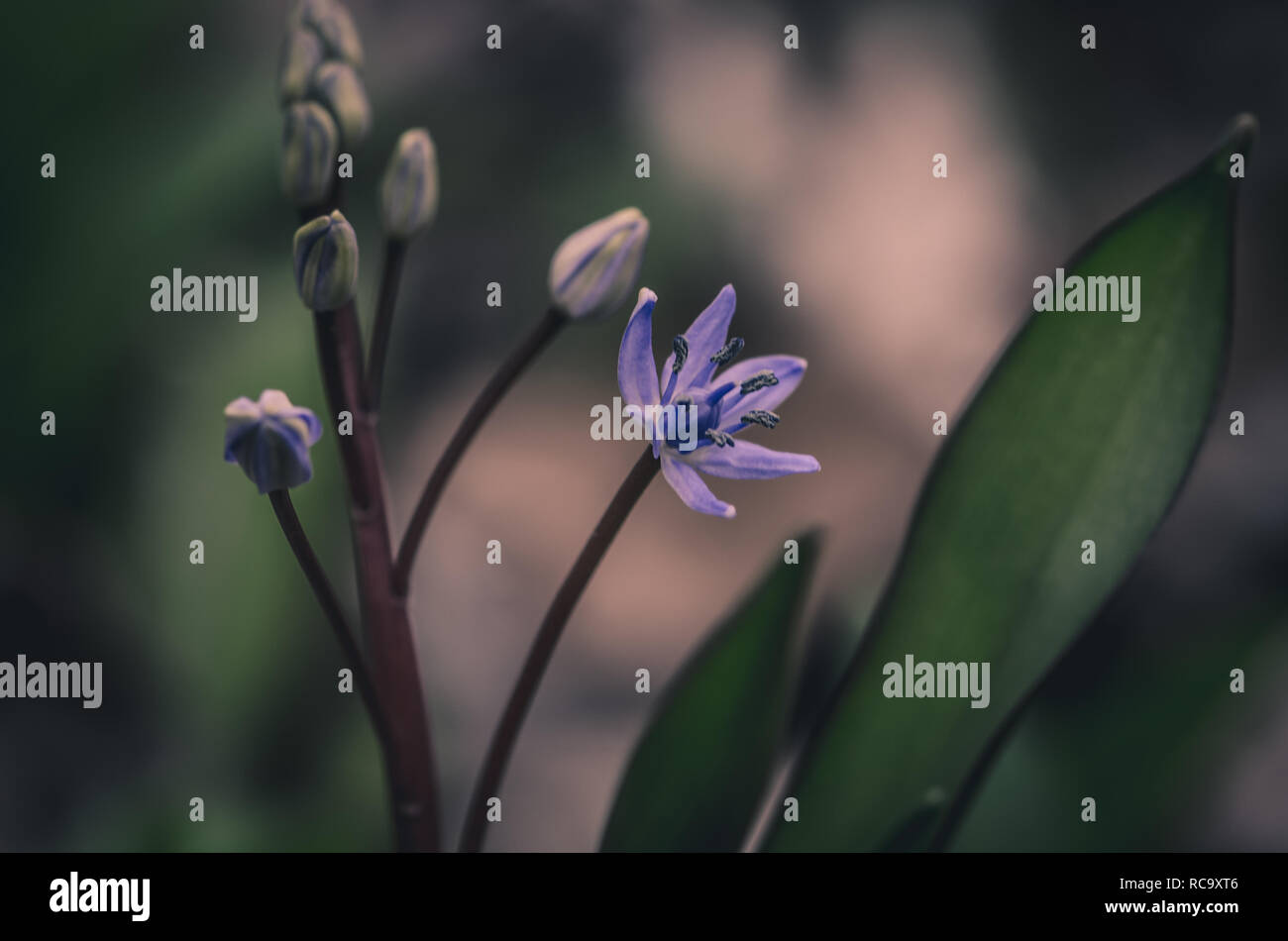 Simple flower beauty hi-res stock photography and images - Alamy