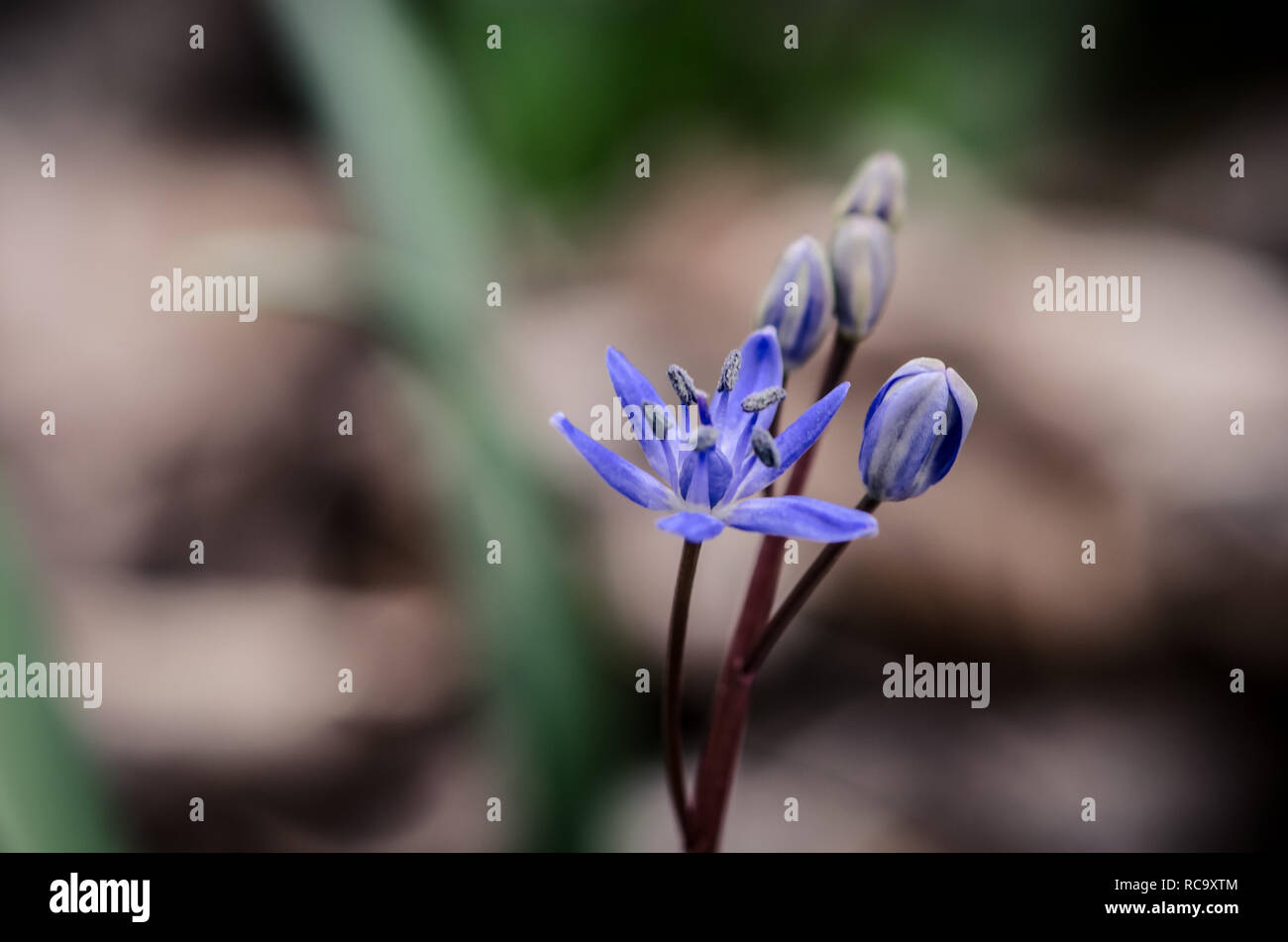simple blue spring flower and green leaves Stock Photo - Alamy