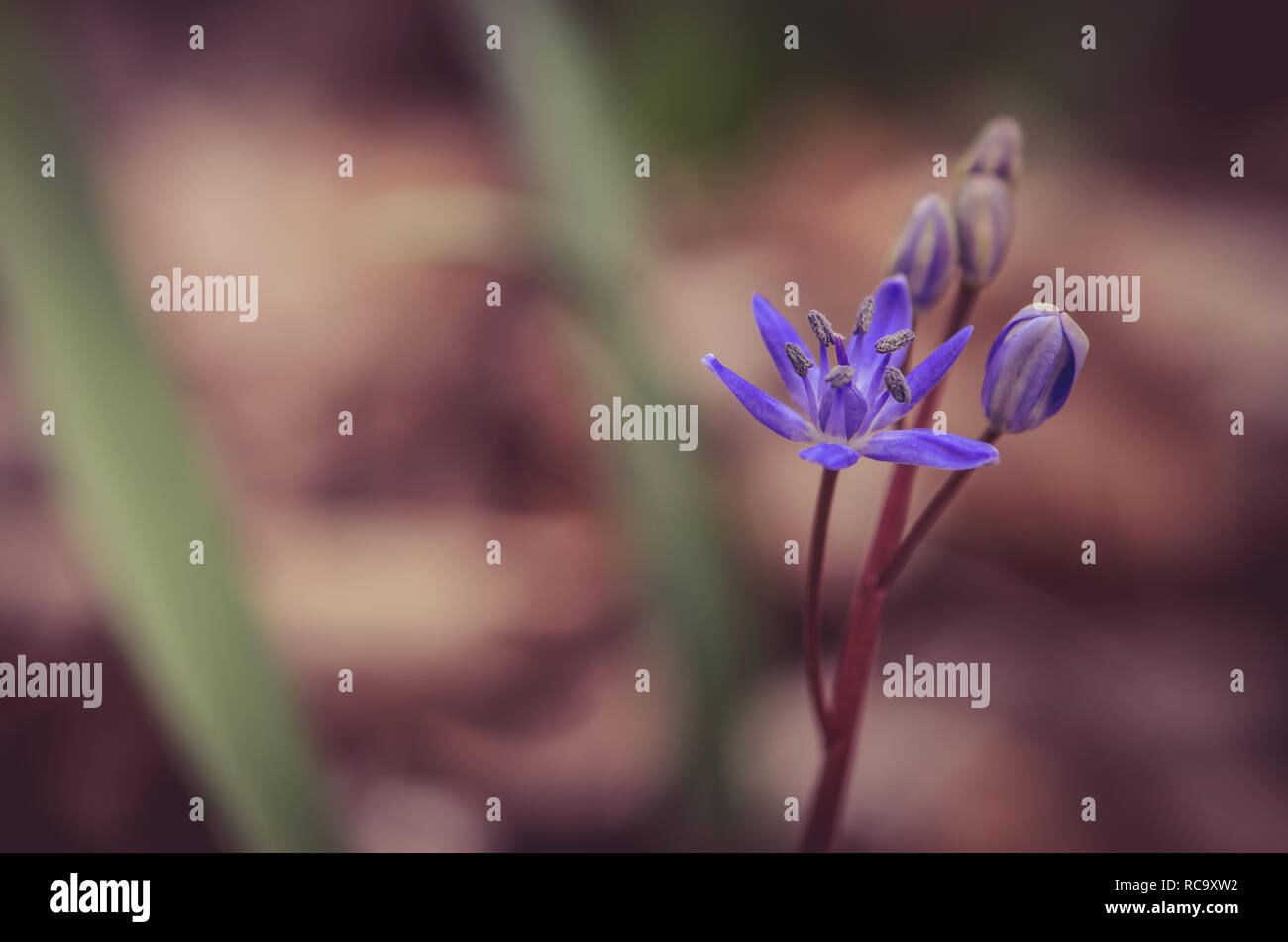 simple blue spring flower and green leaves Stock Photo - Alamy