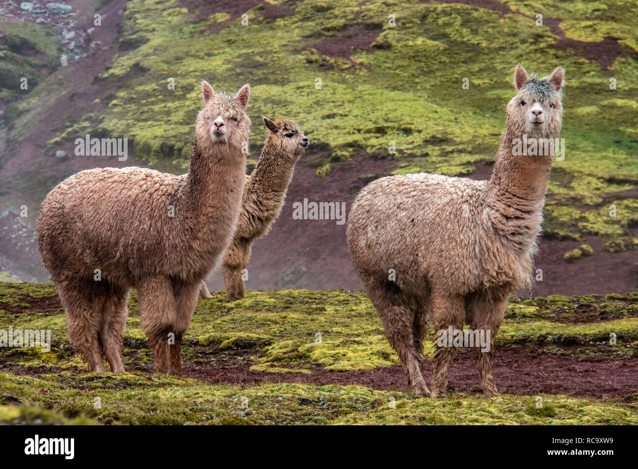 Beautiful alpacas in peru hi-res stock photography and images - Alamy