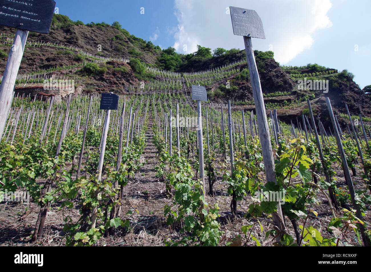 Rhineland, Germany. Vineyards in the Calmont region Stock Photo - Alamy