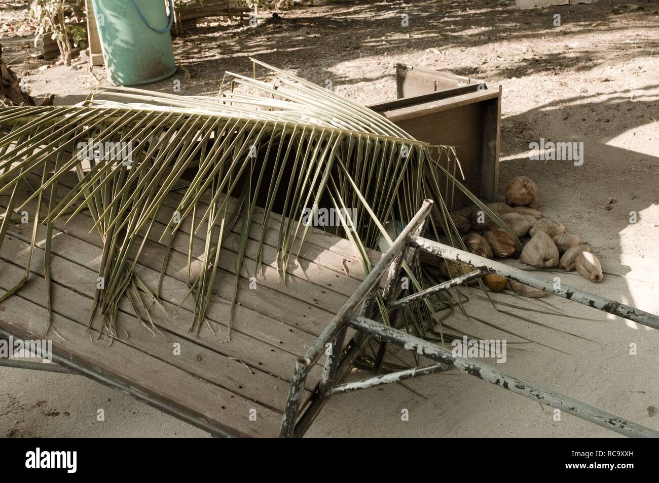 Chariot with a palm and coconuts on the ground (Ari Atoll, Maldives ...