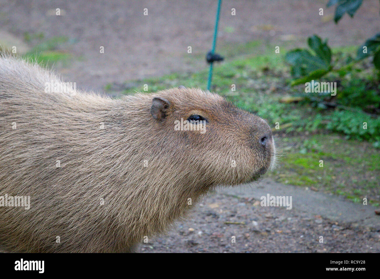 Adult capybara hydrochoerus hydrochaeris hi-res stock photography and ...