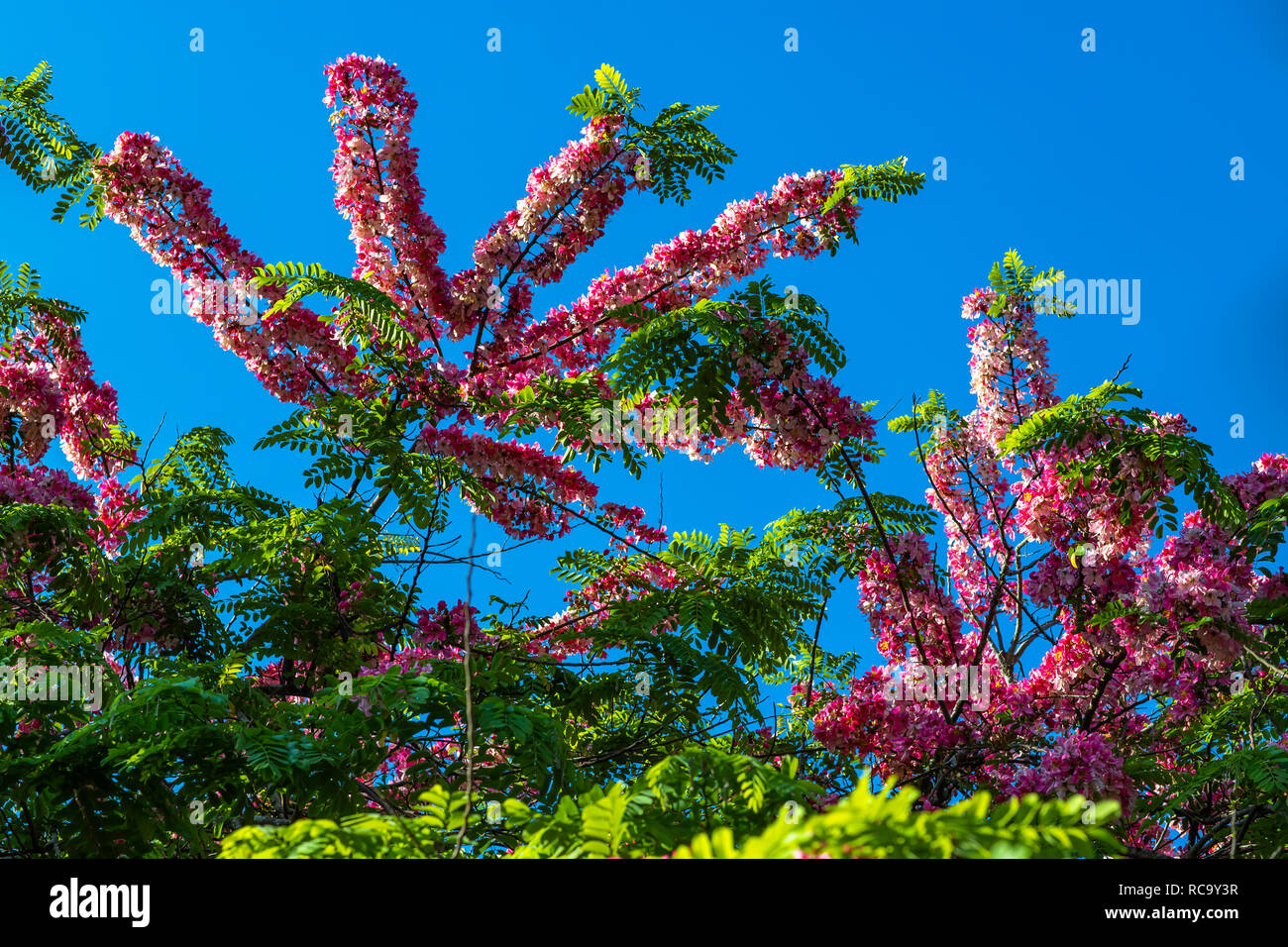 Pink flower. Bunches of acacia flowers Stock Photo - Alamy