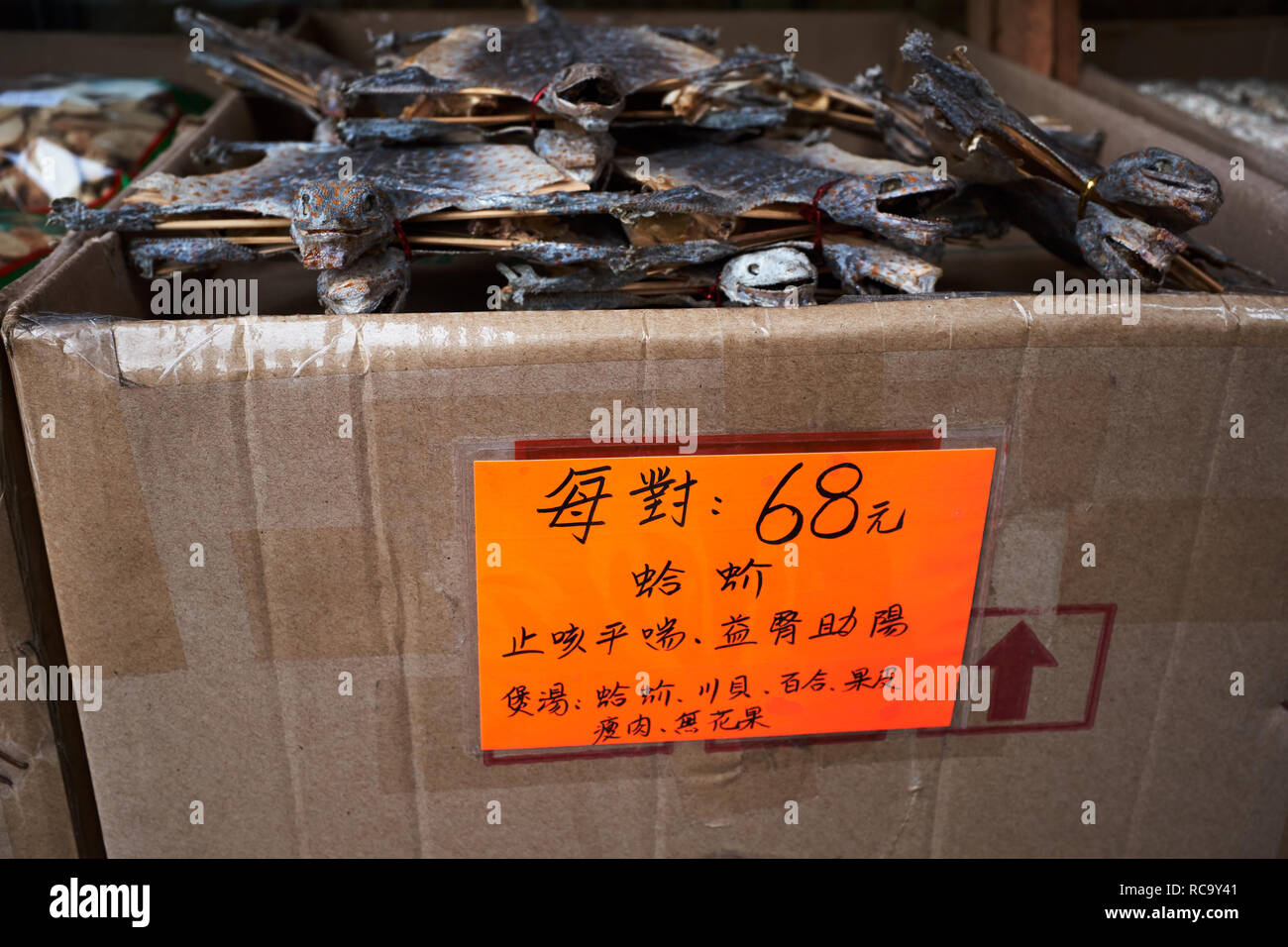 Tokay Gecko on a stick Stock Photo - Alamy