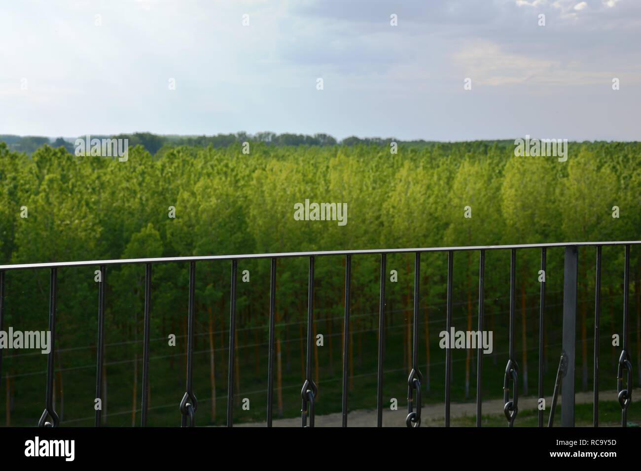 trees in a big forest Stock Photo - Alamy