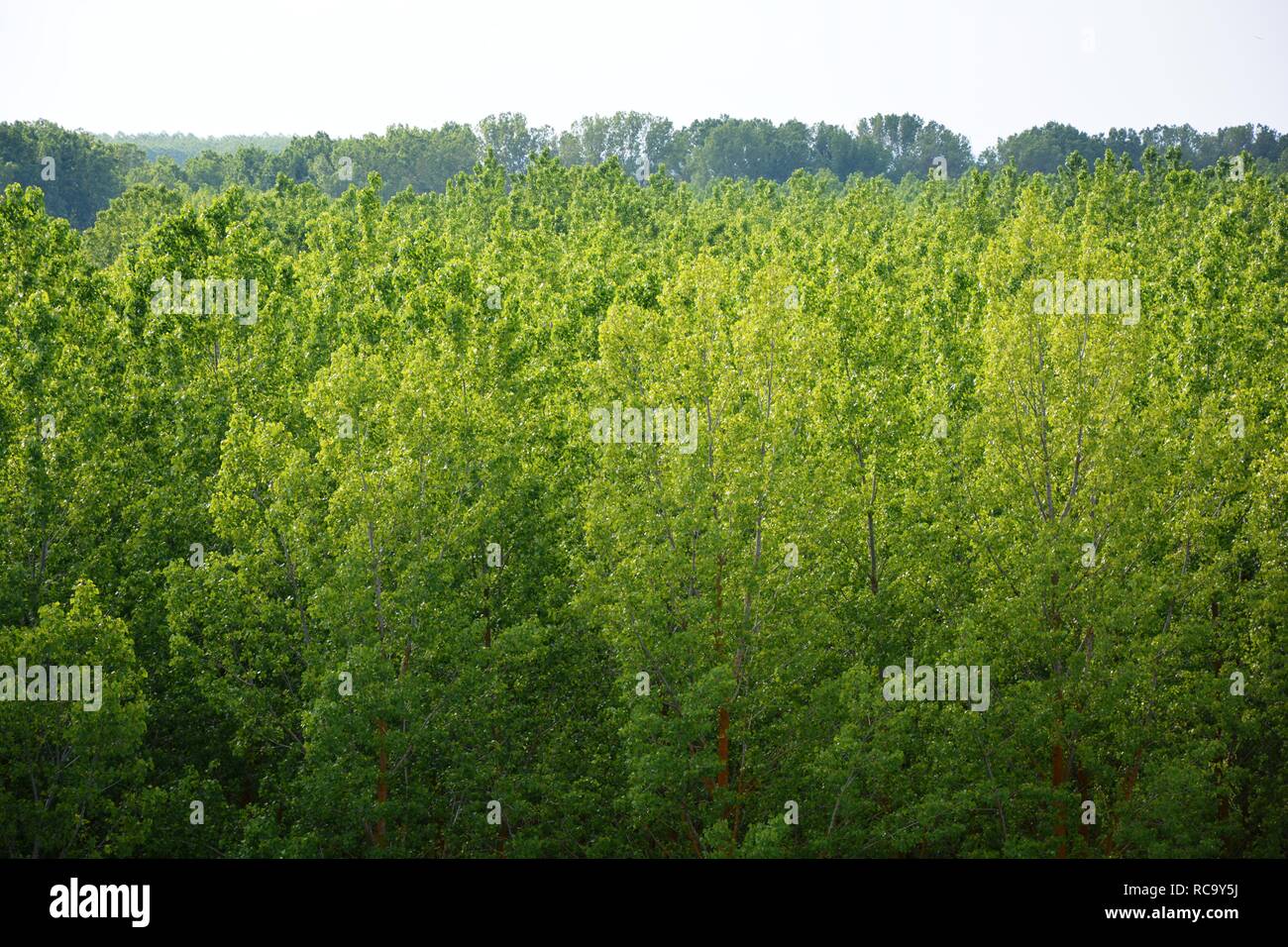 A big forest hi-res stock photography and images - Alamy