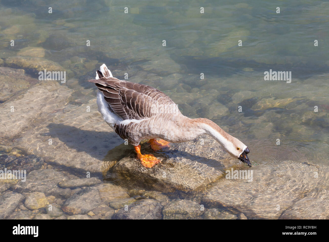 Chinese goose, Anser cygnoides, Swan goose, dabbling in the Brenta ...