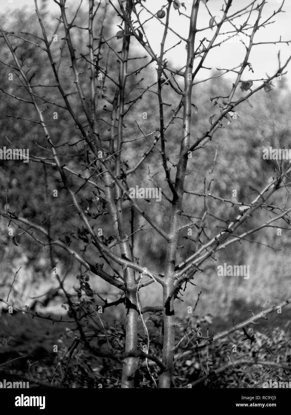 Autumn path in foggy Black and White Stock Photos & Images - Alamy