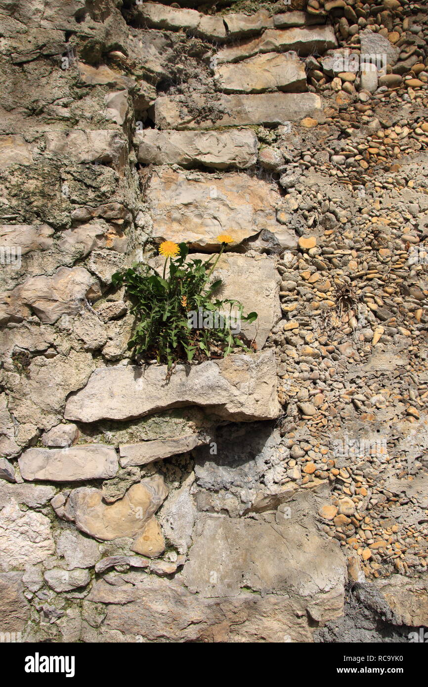 Wall dandelion plant hi-res stock photography and images - Alamy