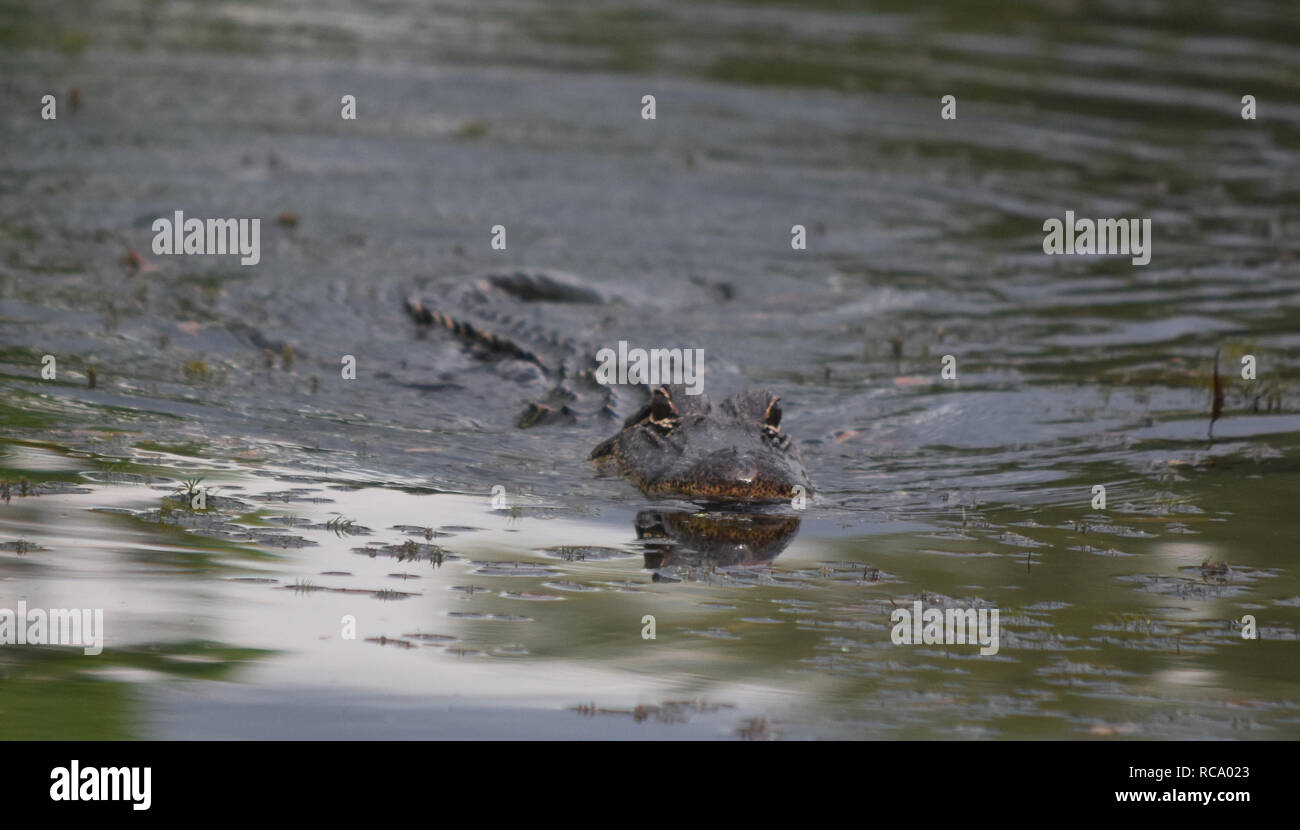Dangerous alligator trolling the swampy marsh waters of the bayou Stock ...