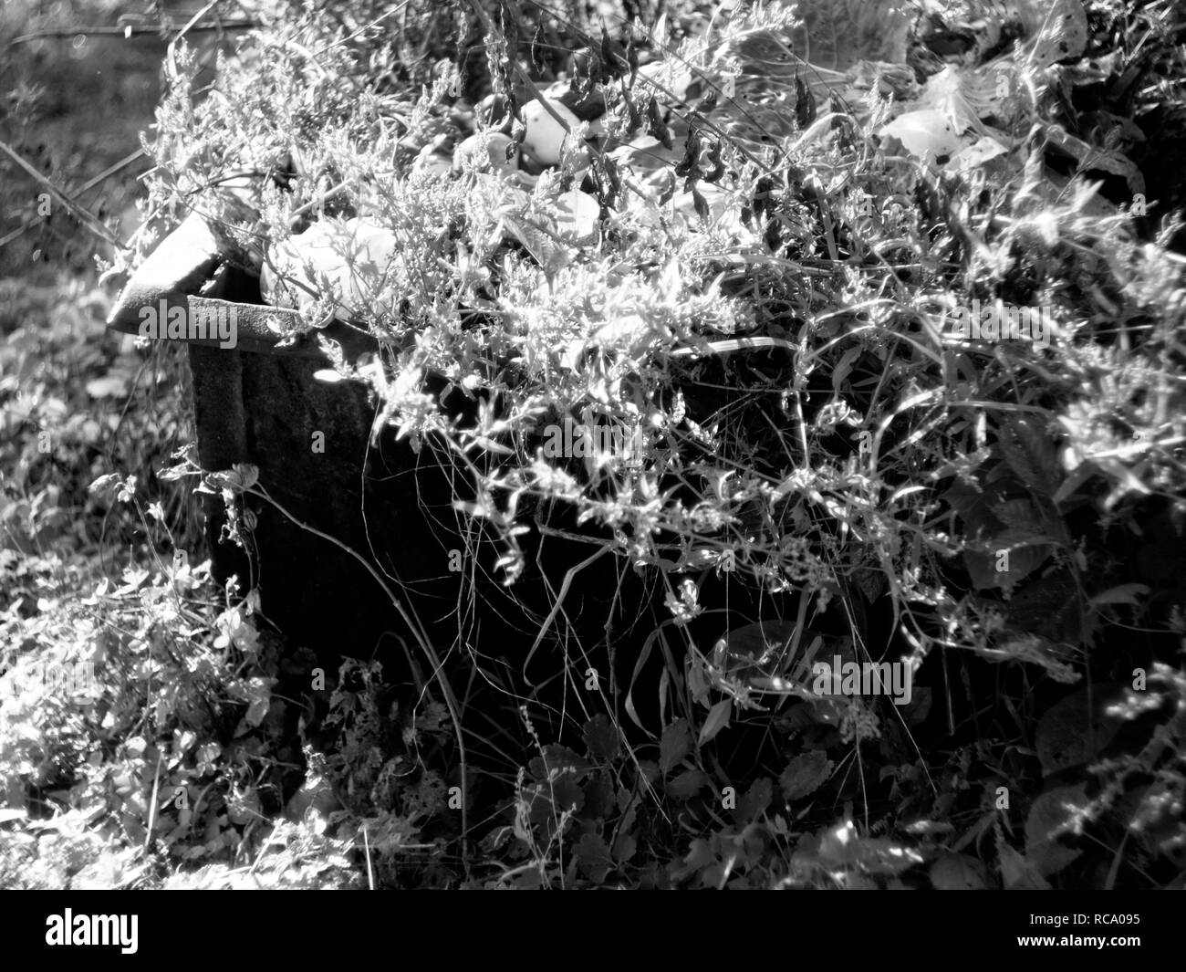 Human litter nature Black and White Stock Photos & Images - Alamy
