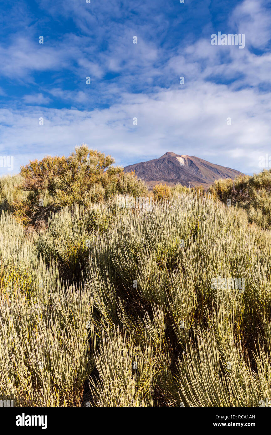 Spartocytisus supranubius, Retama del Teide, shrubs in the Las Canadas ...