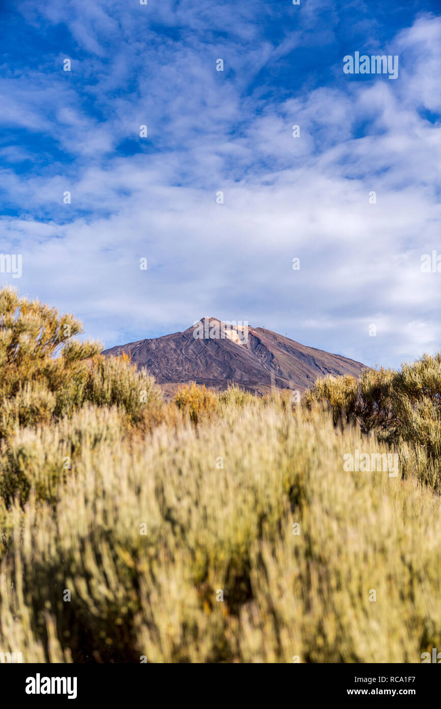 Retama del teide hi-res stock photography and images - Alamy