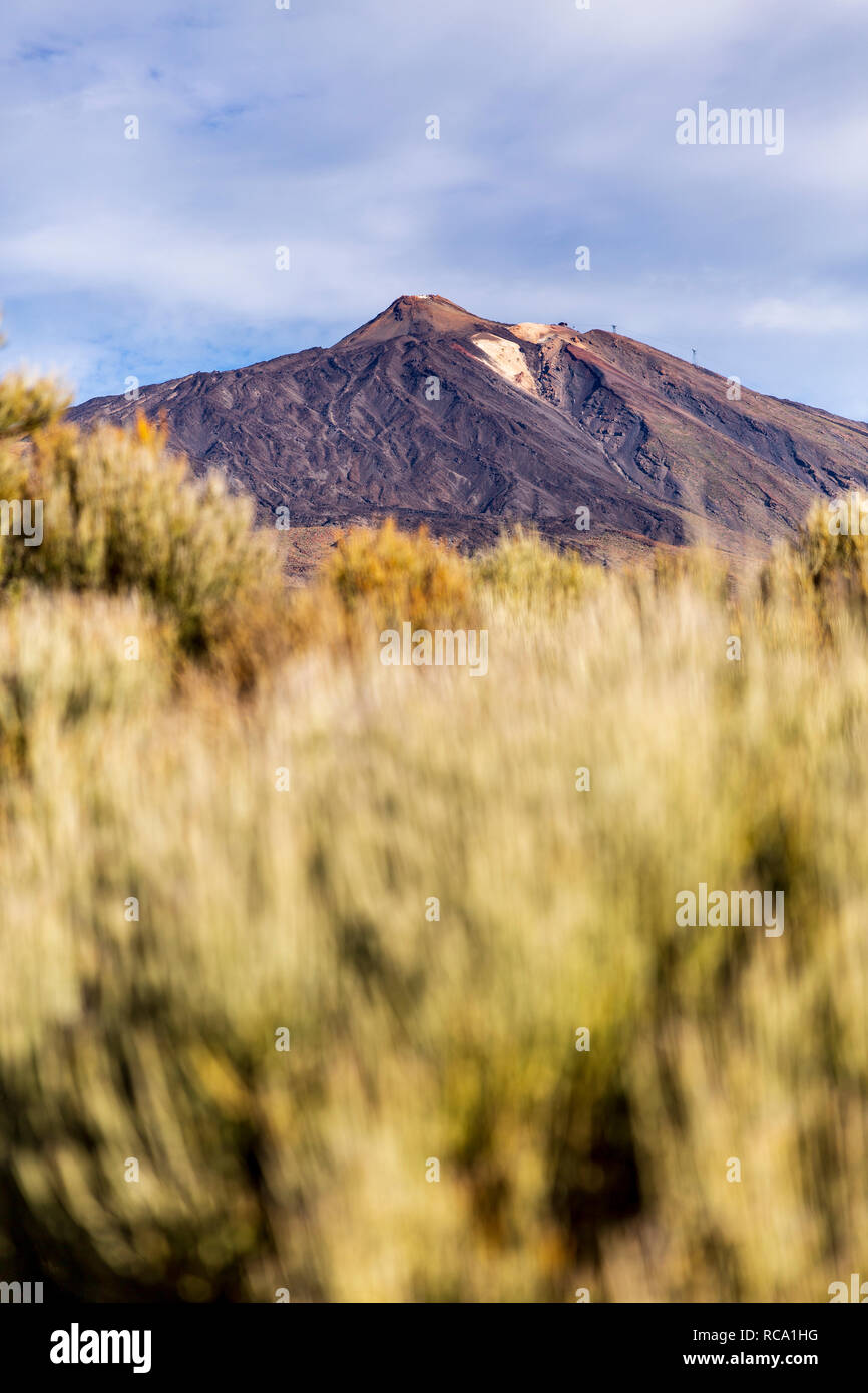 Shrubs vegetation hi-res stock photography and images - Alamy