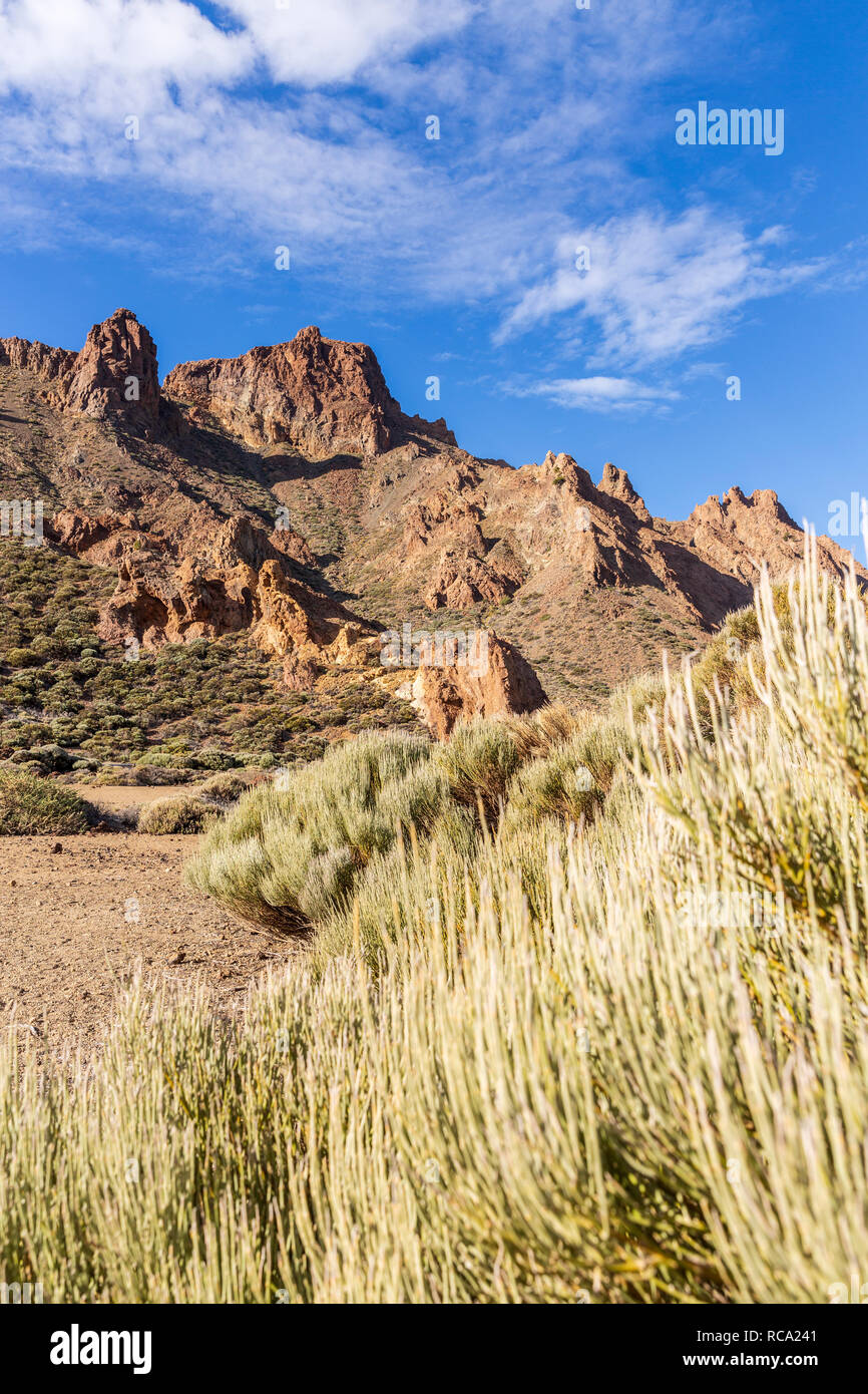 Spartocytisus supranubius, Retama del Teide, shrubs in the Las Canadas ...
