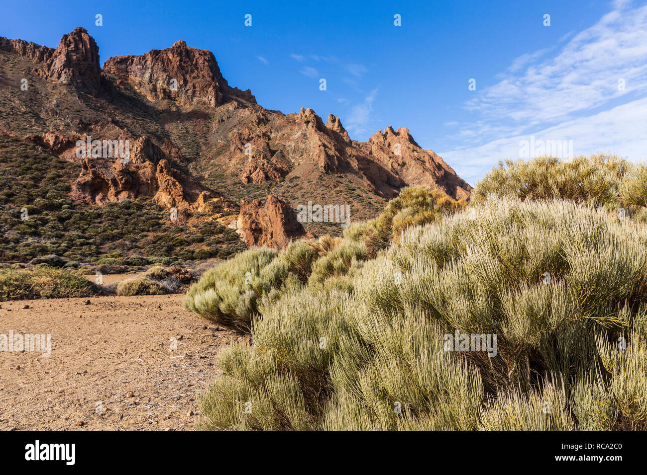 Shrubs vegetation hi-res stock photography and images - Alamy