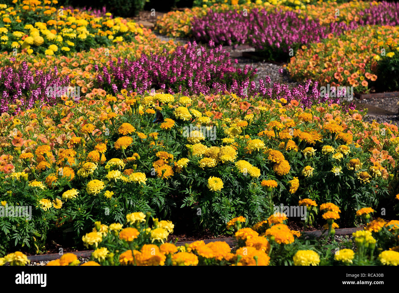 Beautiful planted flower hi-res stock photography and images - Alamy