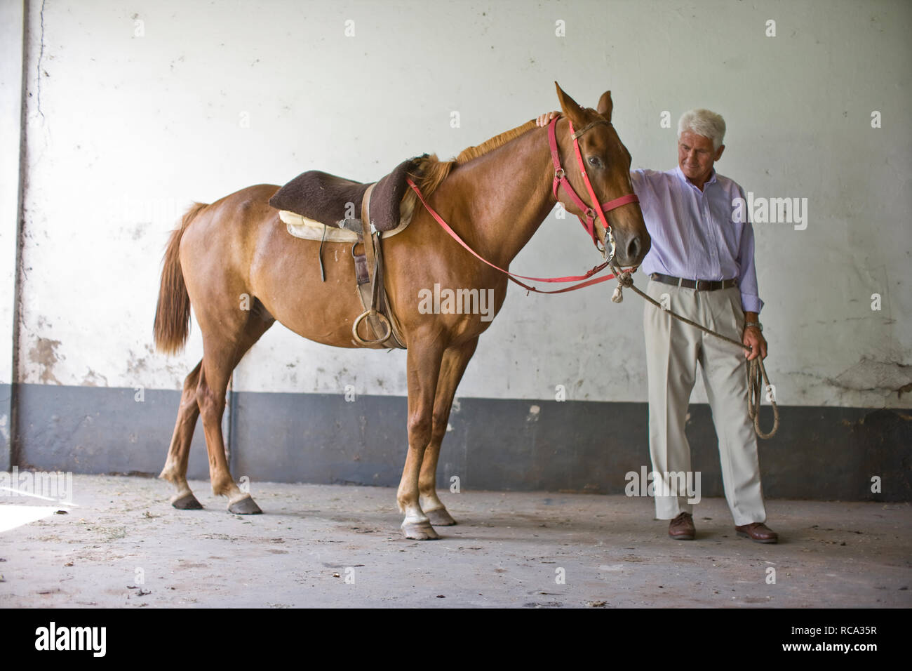 Senior adult man standing with a horse in a stable Stock Photo - Alamy