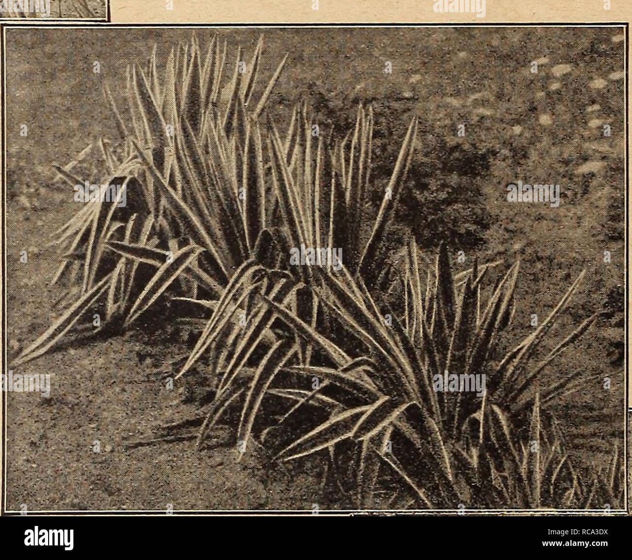 Yucca filamentosa variegata hi-res stock photography and images - Alamy
