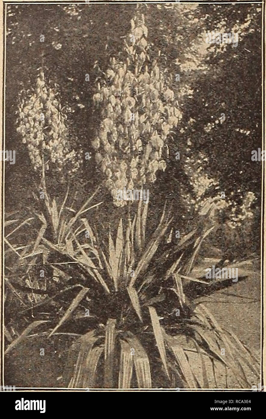 Yucca filamentosa variegata hi-res stock photography and images - Alamy