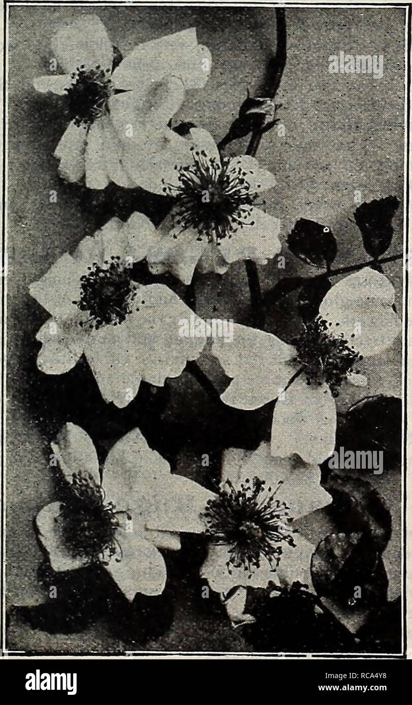 Dorothy rothschild hi-res stock photography and images - Alamy