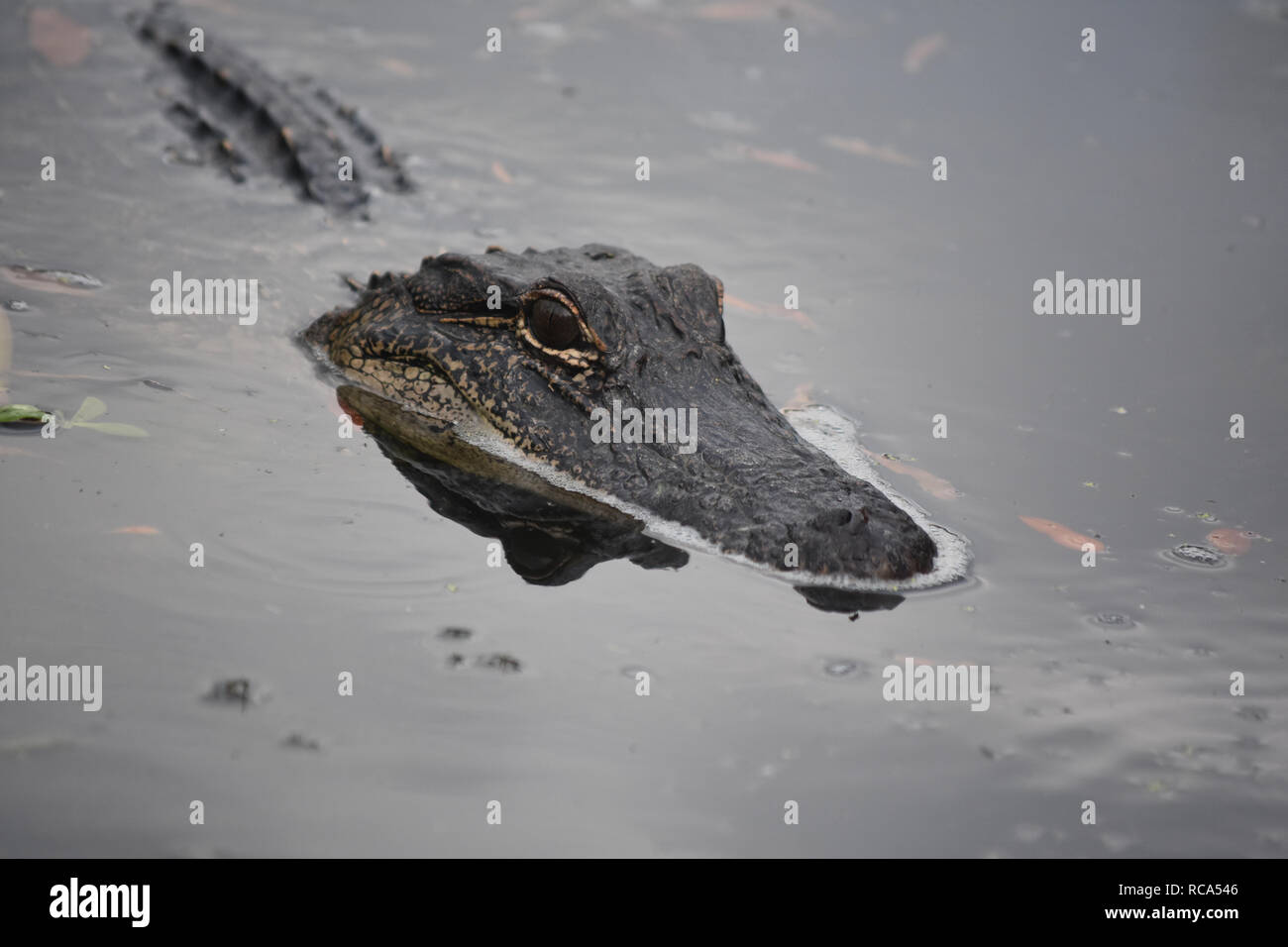 Deadly and dangerous alligator swimming in shallow swampy water Stock ...