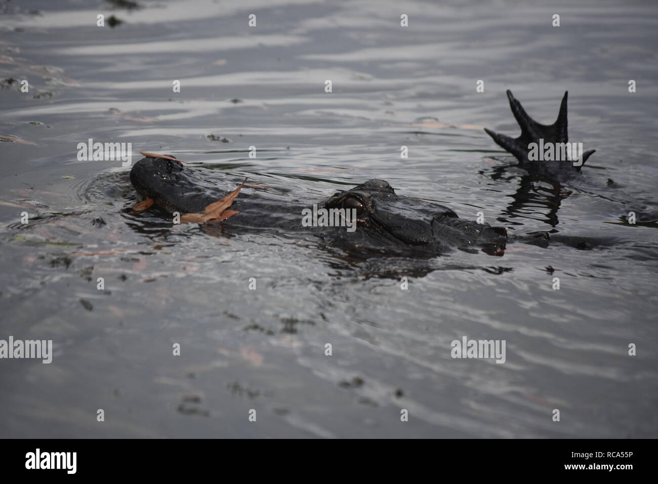 Deadly alligator with his foot out of the swampy waters of the bayou ...
