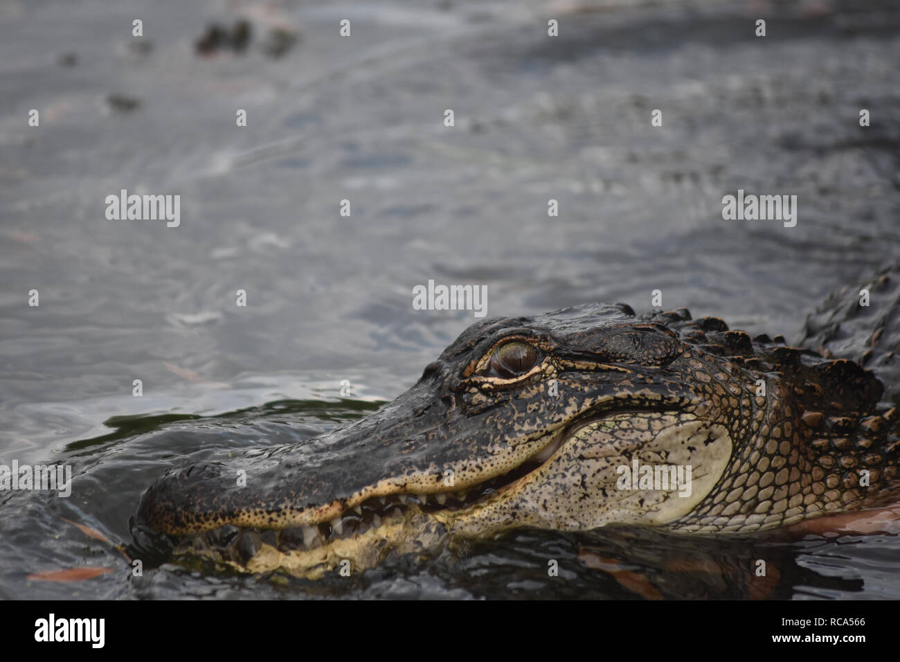 A close up look into the eyes of a swamp monster or gator Stock Photo ...