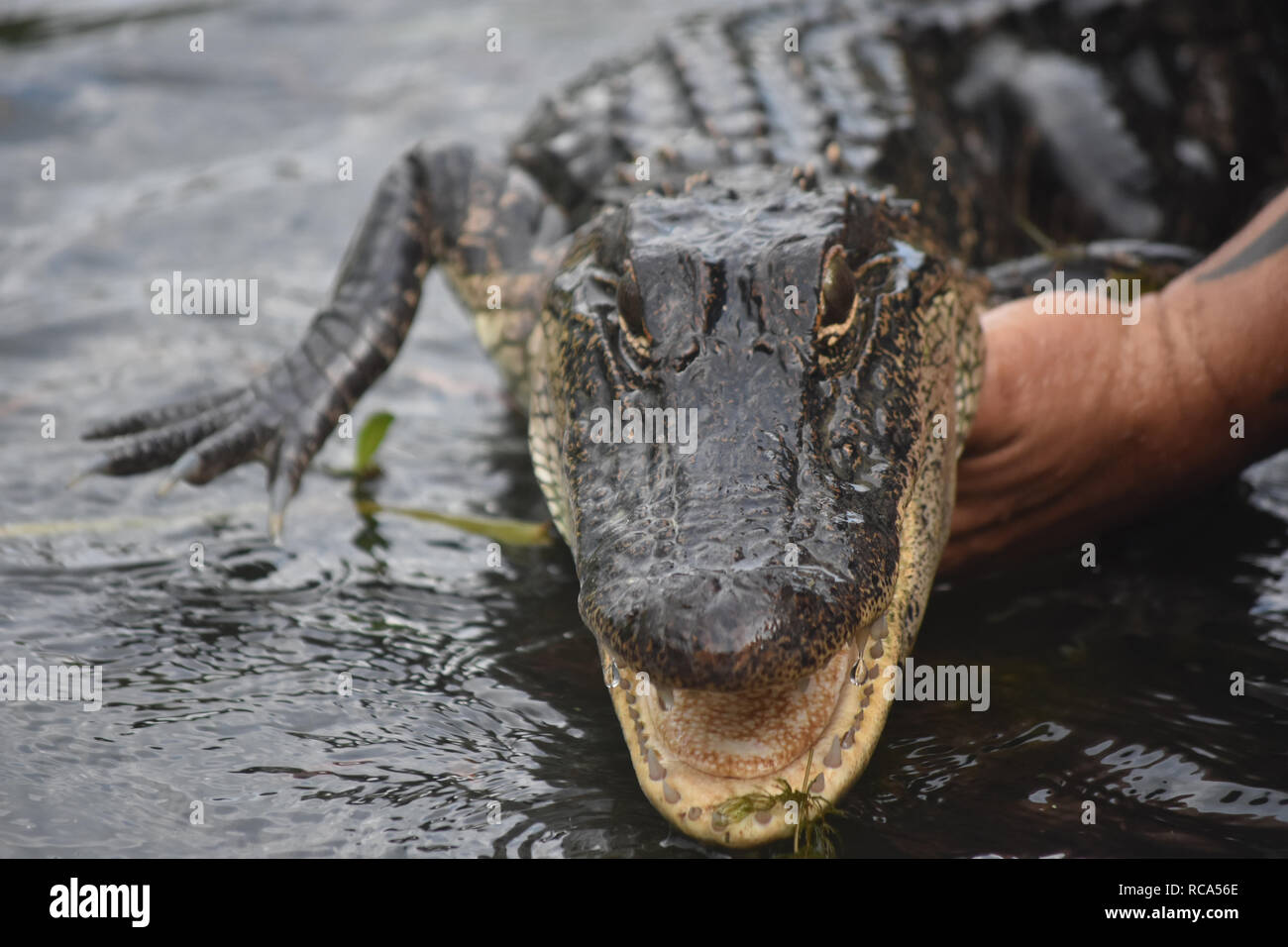 Gator with his mouth wide being held out of the water Stock Photo - Alamy