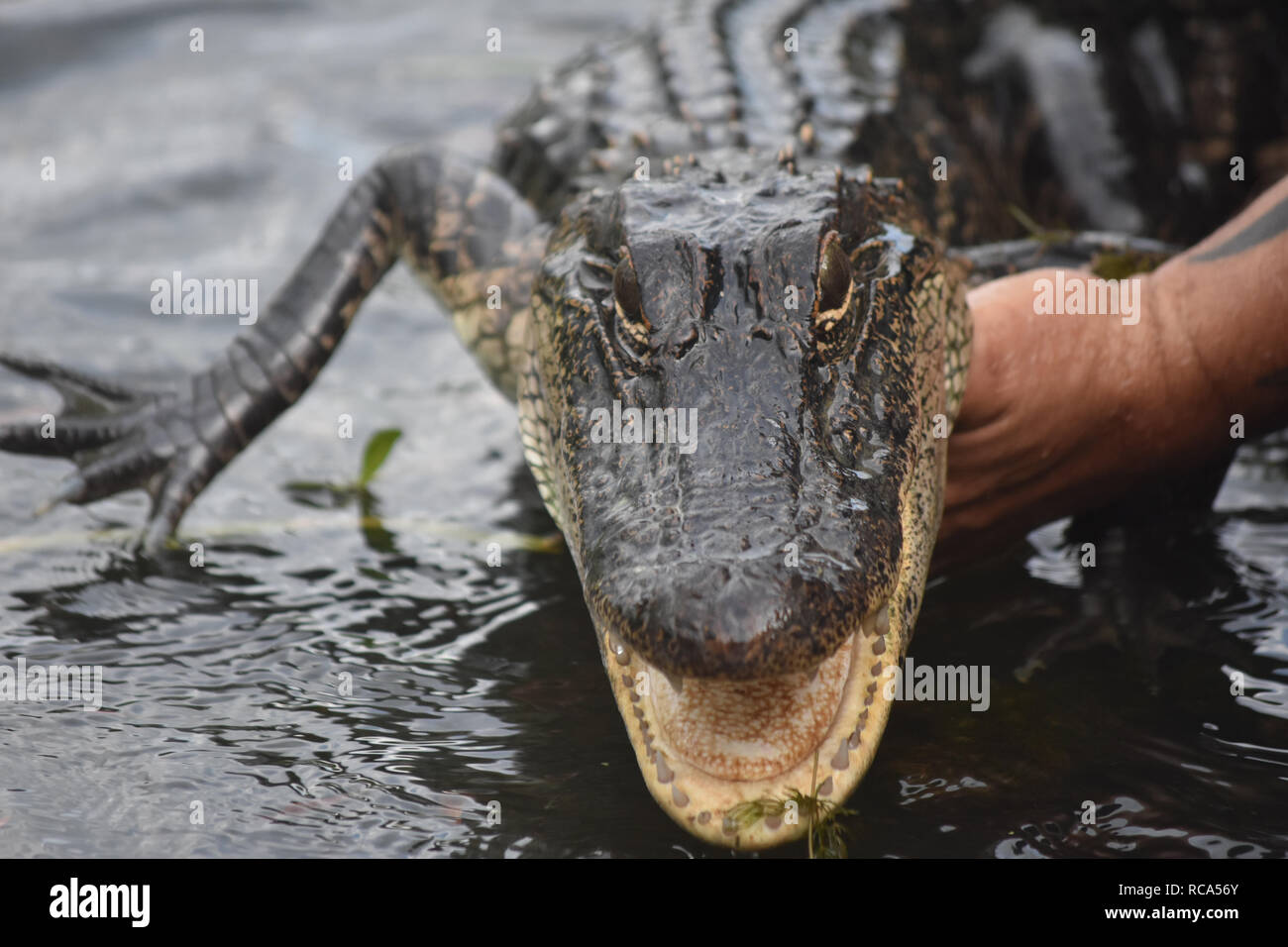 Dangerous angry alligator being held out of the water by a cajun man ...