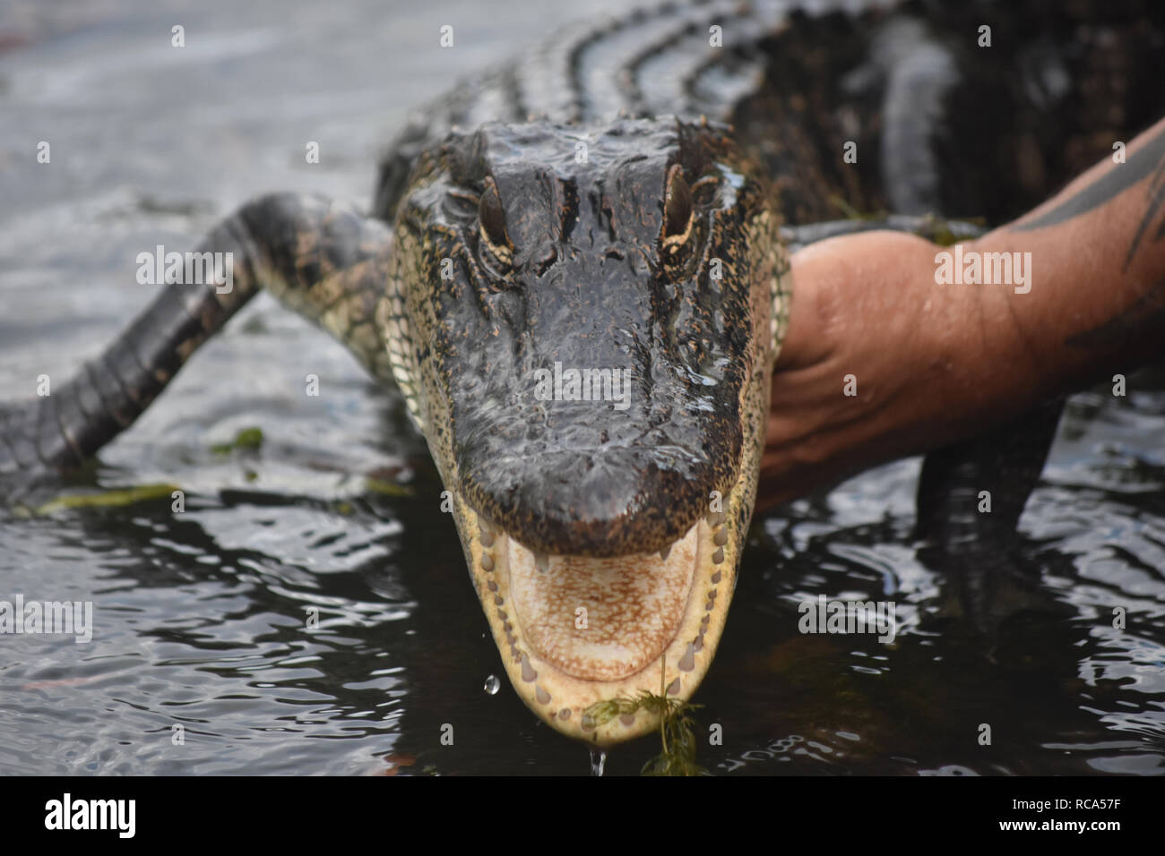 Gator Open Mouth Stock Photos & Gator Open Mouth Stock Images - Alamy