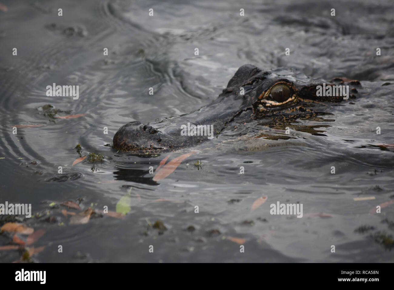Alligator with his long snout out of the bayou marsh Stock Photo - Alamy