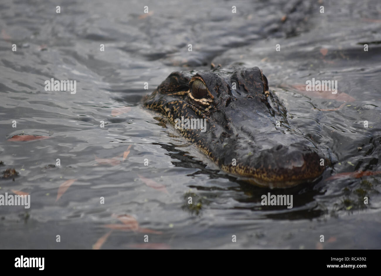 Looking into the eyes of an alligator in the swamps of New Orleans ...