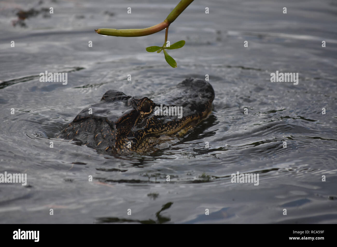 Alligator in the Barataria swamp preserve bayou waters Stock Photo - Alamy