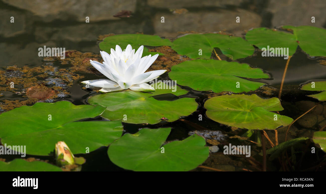 Floating flower hi-res stock photography and images - Alamy
