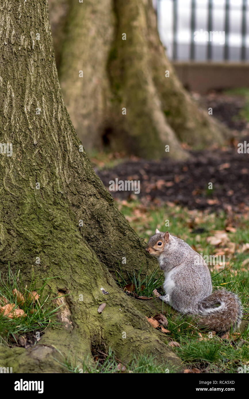 Squirrel in a park Stock Photo - Alamy